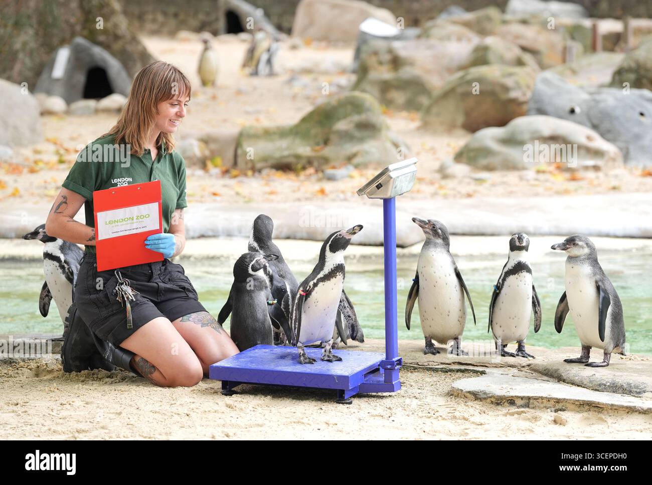Humboldt penguins are being weighed during the annual weigh-in at ZSL ...
