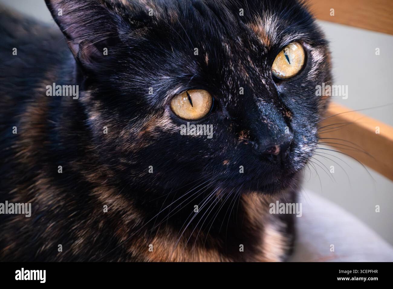 Close-up portrait of a tortoiseshell cat with striking golden eyes ...