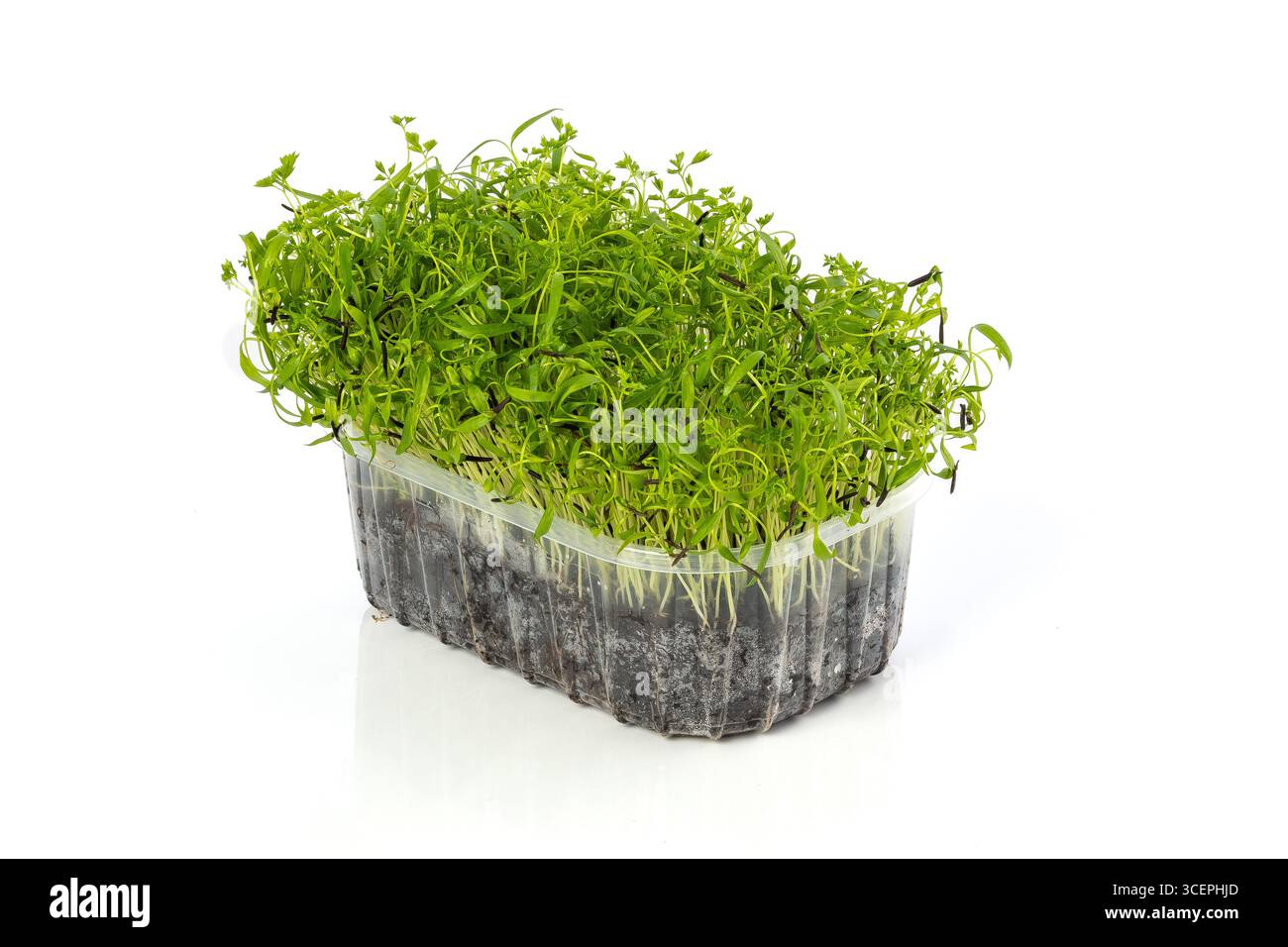 Fresh organic chervil microgreens growing in soil inside a transparent ...