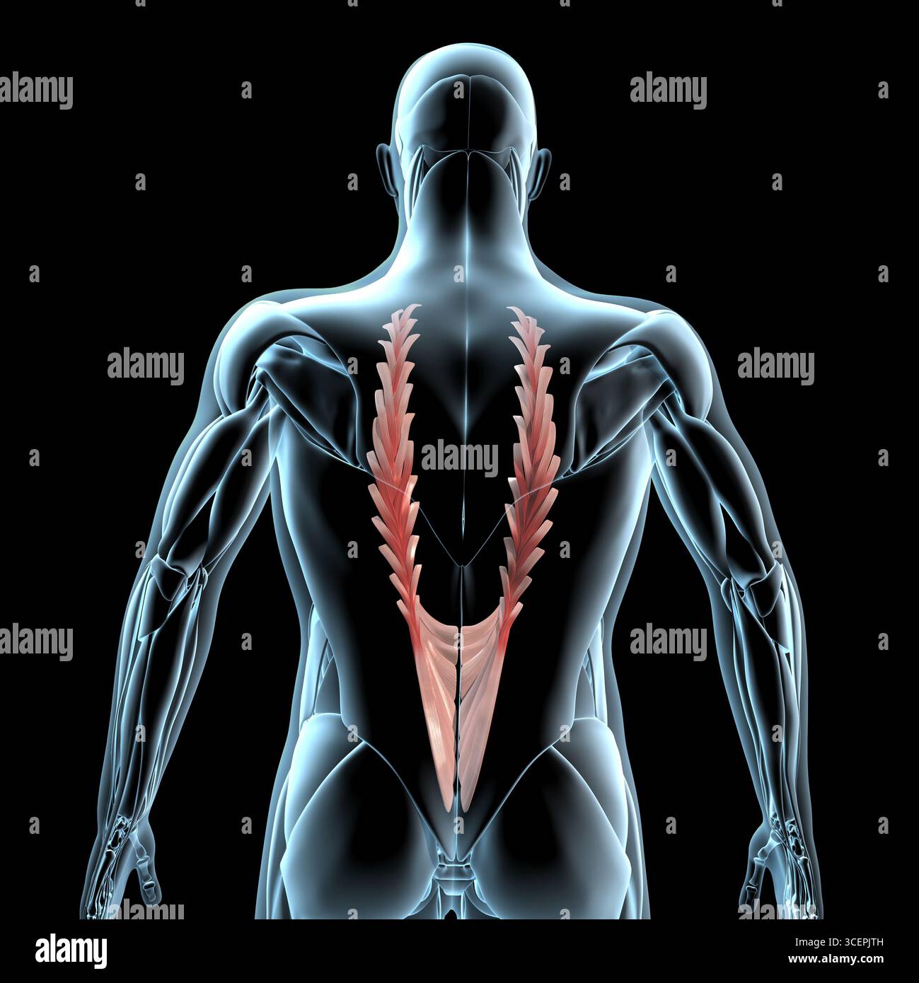 This 3d illustration shows a view of the longissimus thoracis muscles ...