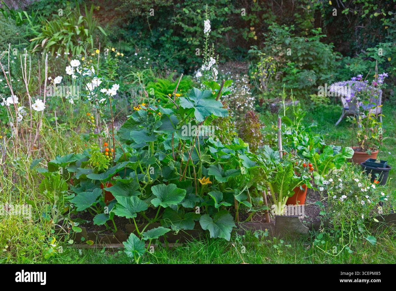 Large leaves of butternut squash plant growing in August vegetable ...