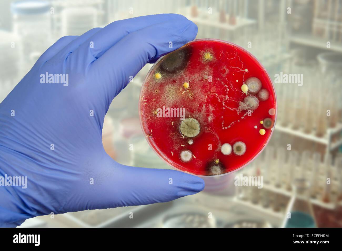 Bacteria, mold fungi colonies and larvae grown from outdoor surface ...