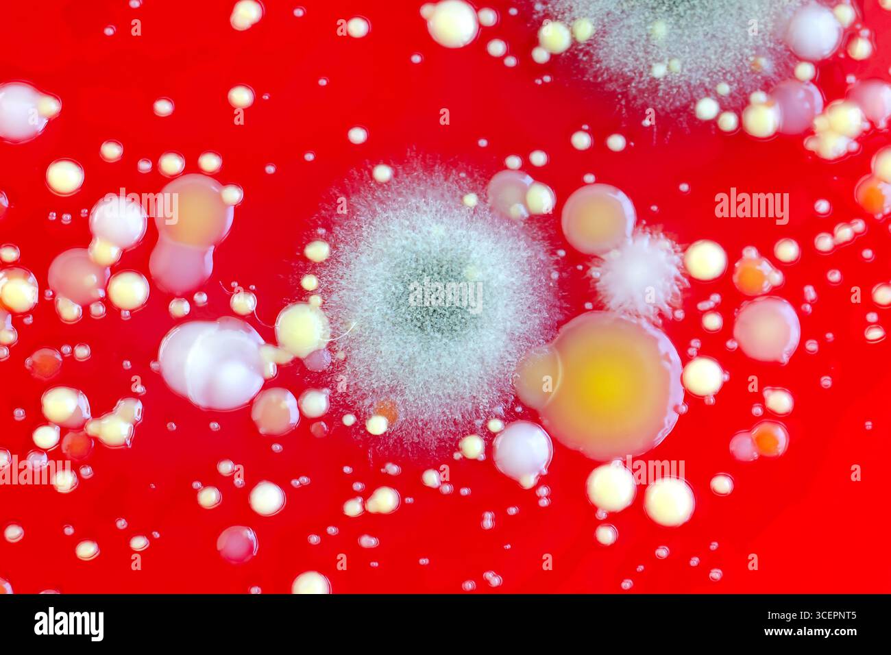 Bacterial and mold fungi colonies grown from indoor air on blood sheep ...