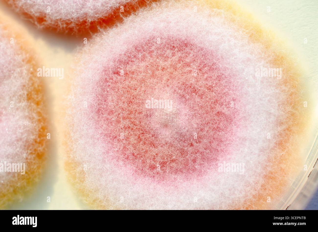Fusarium fungi colonies on potato dextrose agar, photograph showing ...