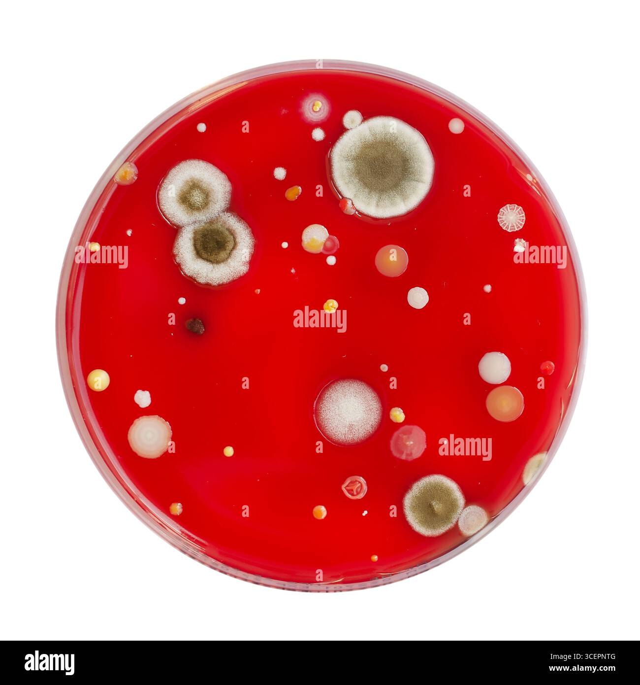 Bacterial and mold fungi colonies grown from indoor air on blood sheep ...