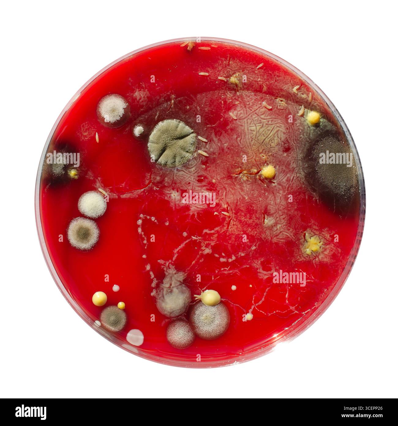 Bacteria, mold fungi colonies and larvae grown from outdoor surface ...