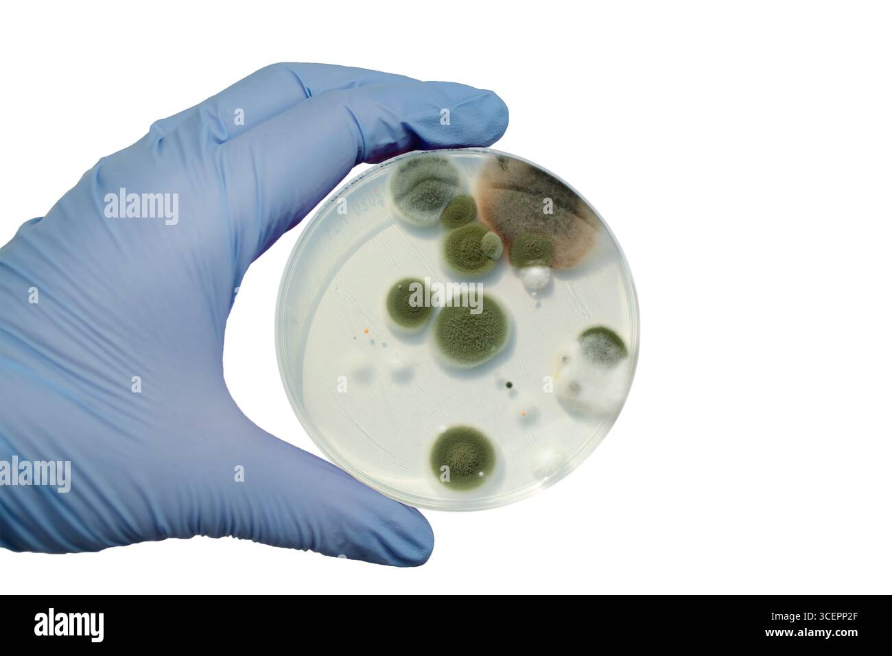 Mold fungi colonies grown from indoor air on blood sheep agar ...