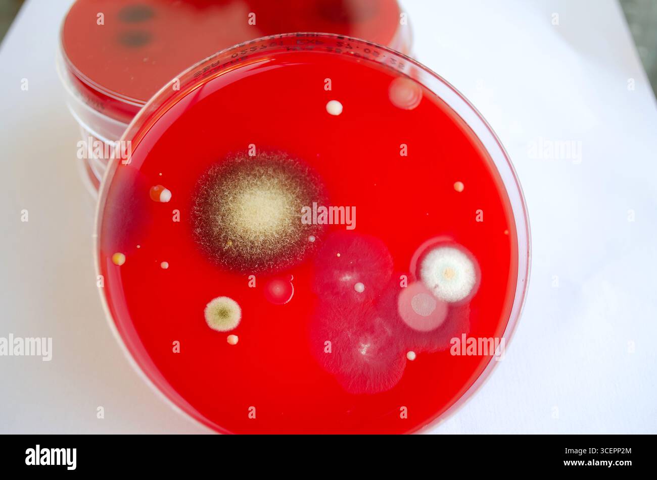 Bacterial and mold fungi colonies grown from indoor air on blood sheep ...