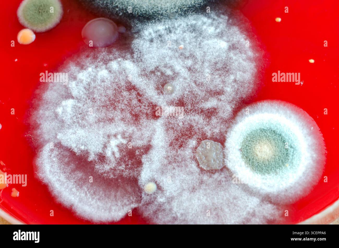 Diverse microbiological ecosystem grown from indoor air on blood sheep ...