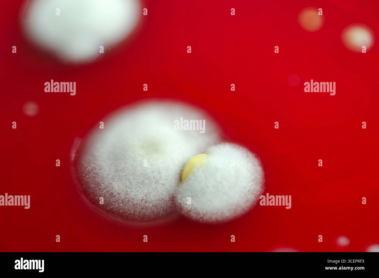 Mold fungi colonies grown from indoor air on blood sheep agar ...