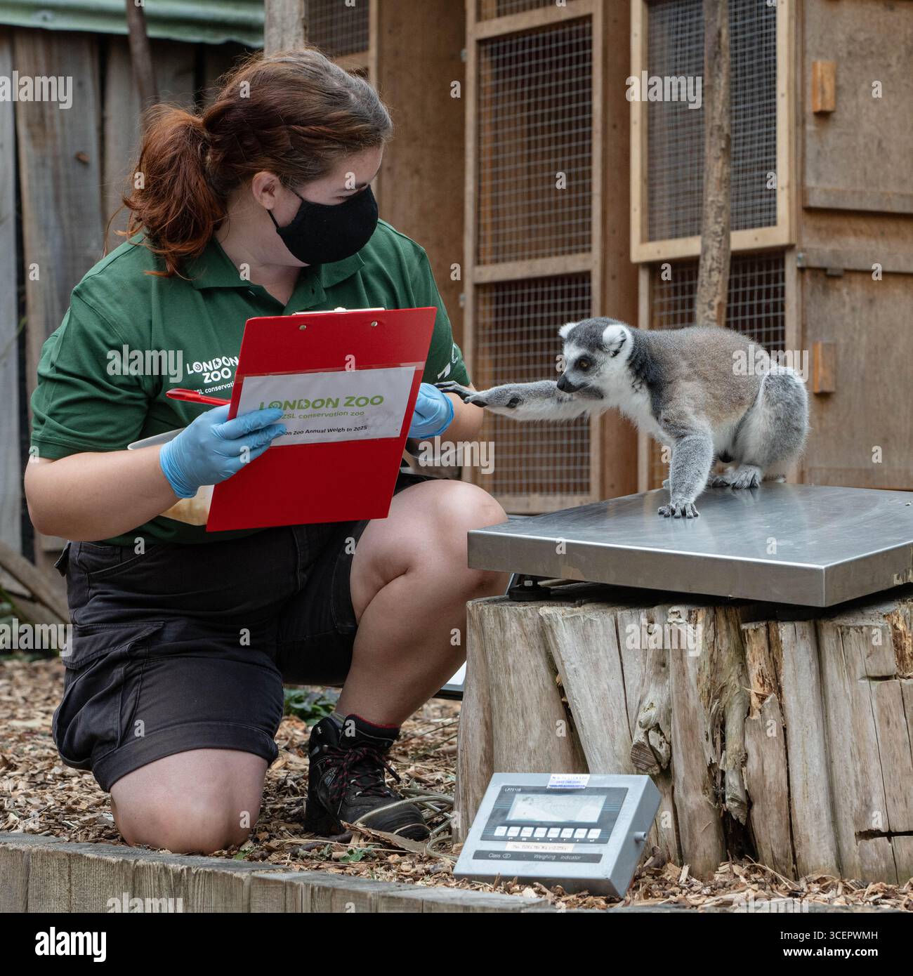 August 19, 2025, London, England, United Kingdom: Ring-tailed lemurs ...