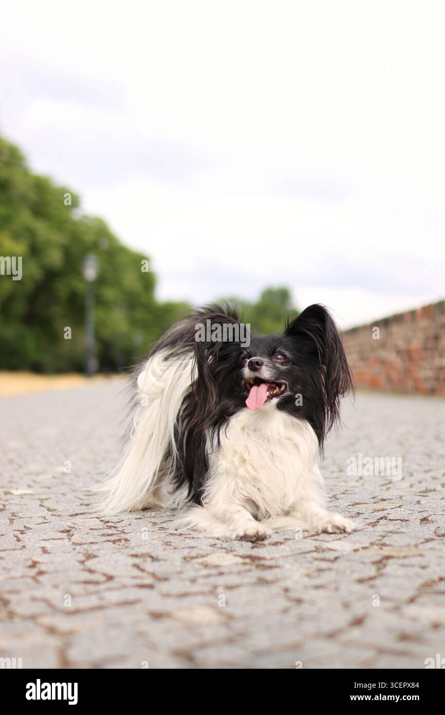 Black and white papillon performing tricks on the road Stock Photo - Alamy