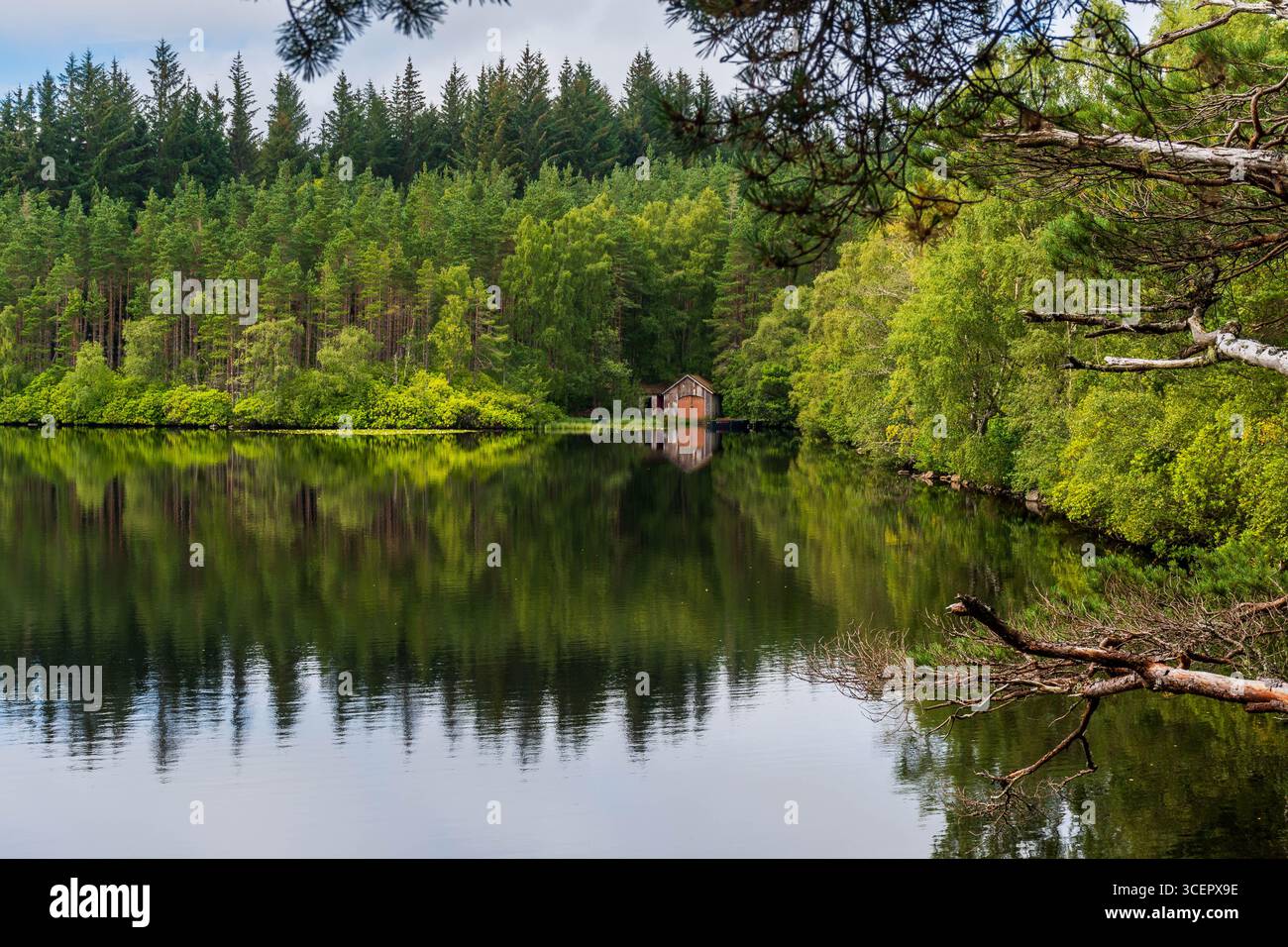 Trout rising uk hi-res stock photography and images - Alamy
