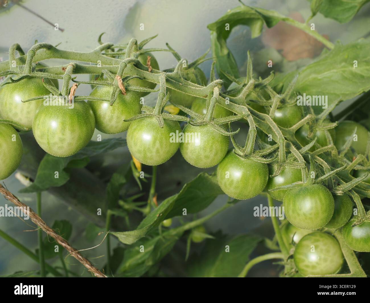 Tomato crop growing in polytunnel Stock Photo - Alamy
