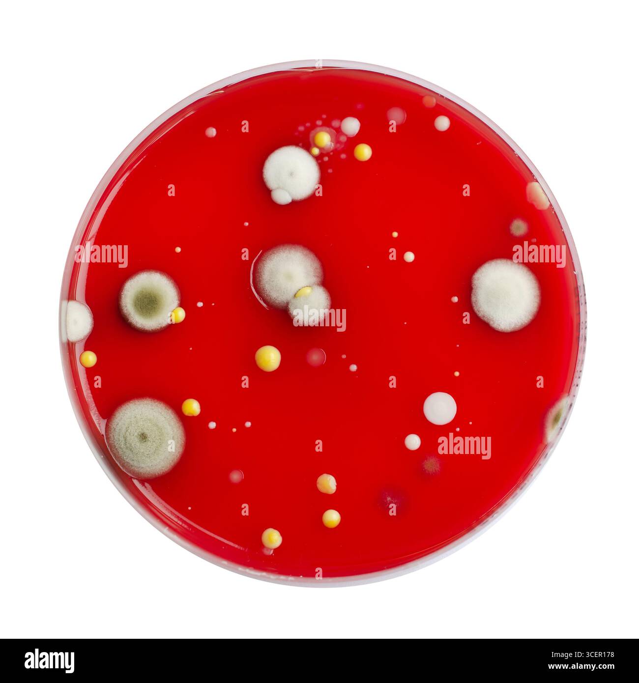 Bacterial and mold fungi colonies grown from indoor air on blood sheep ...