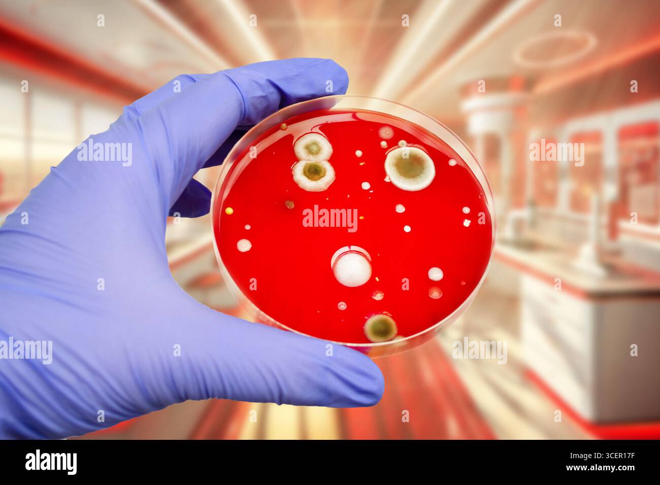 Bacterial and mold fungi colonies grown from indoor air on blood sheep ...