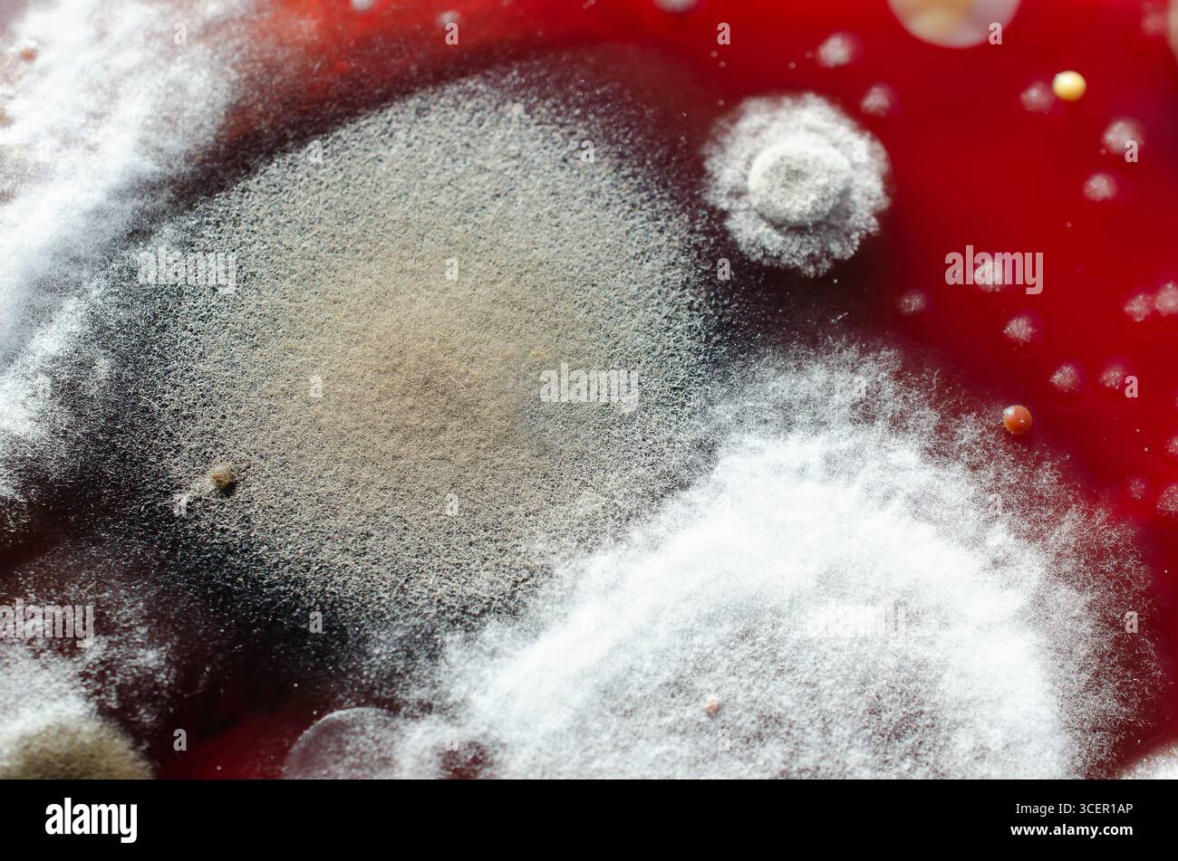 Mold fungi colonies grown from indoor air on blood sheep agar ...