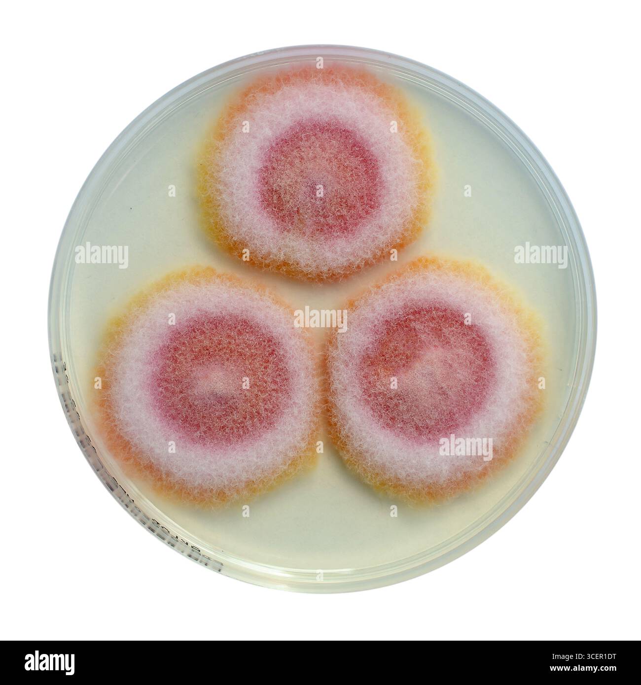 Pathology texture Cut Out Stock Images & Pictures - Alamy