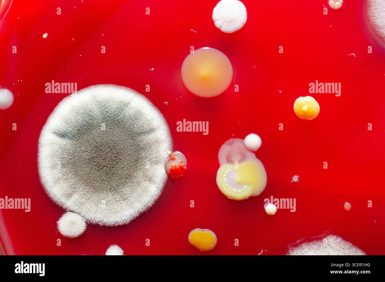 Bacterial and mold fungi colonies grown from indoor air on blood sheep ...