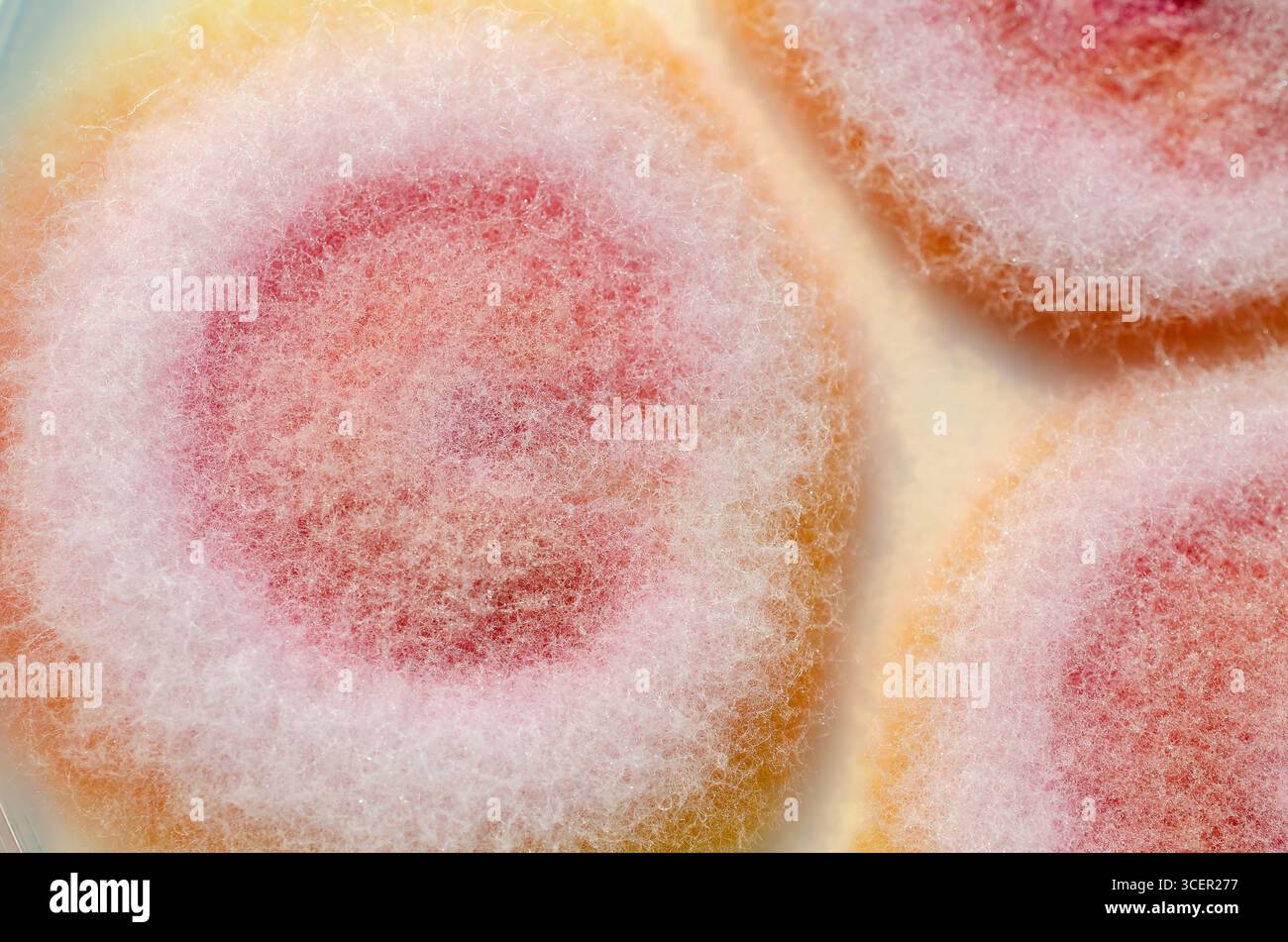 Fusarium fungi colonies on potato dextrose agar, photograph showing ...