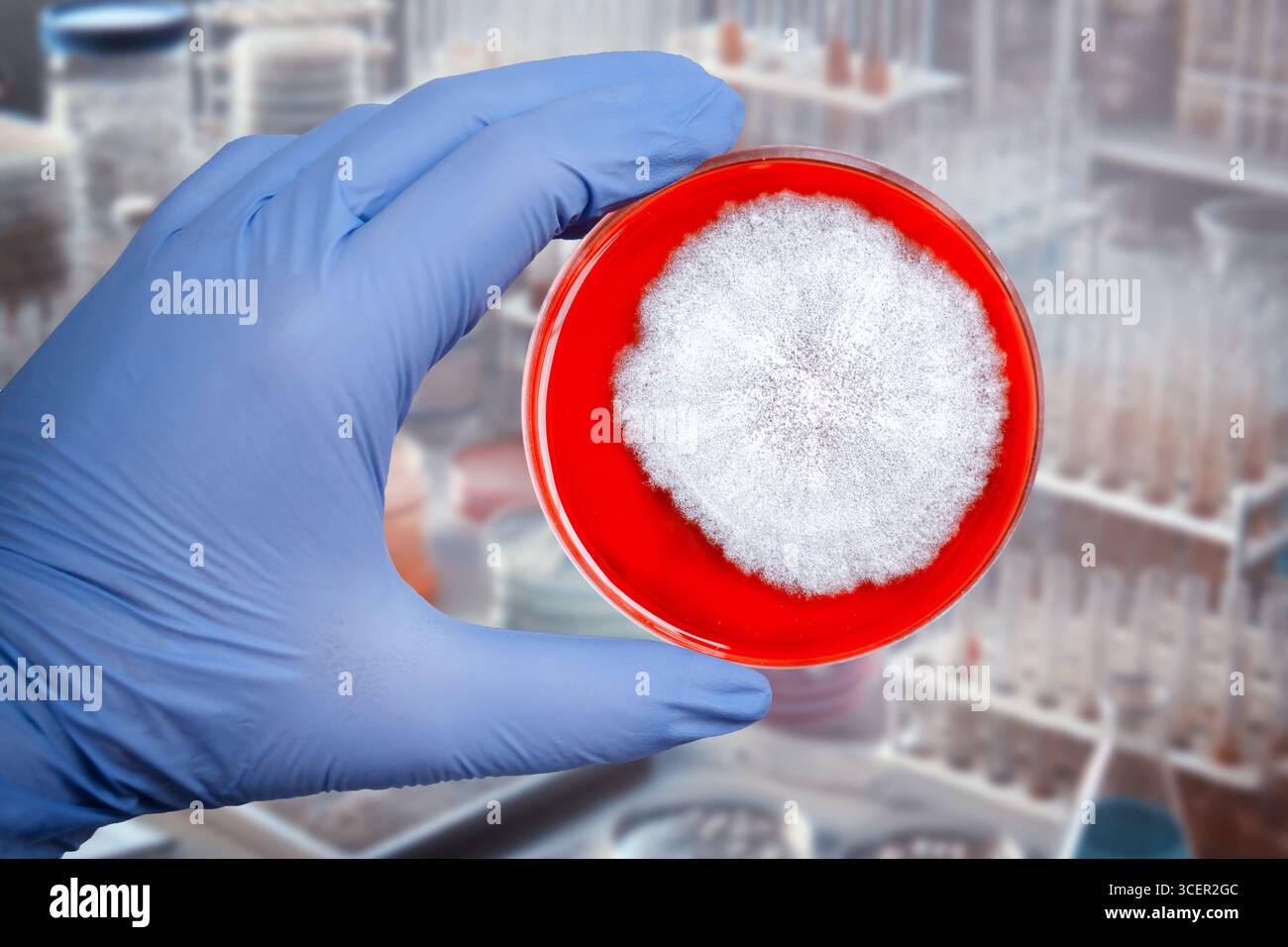 Potato growing laboratory hi-res stock photography and images - Alamy