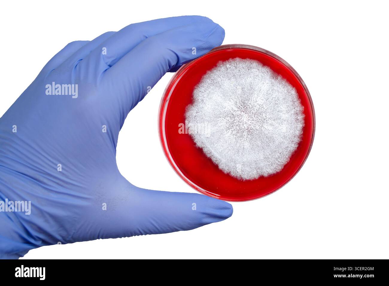 Mucor fungi colonies on potato dextrose agar, photograph showing fast ...