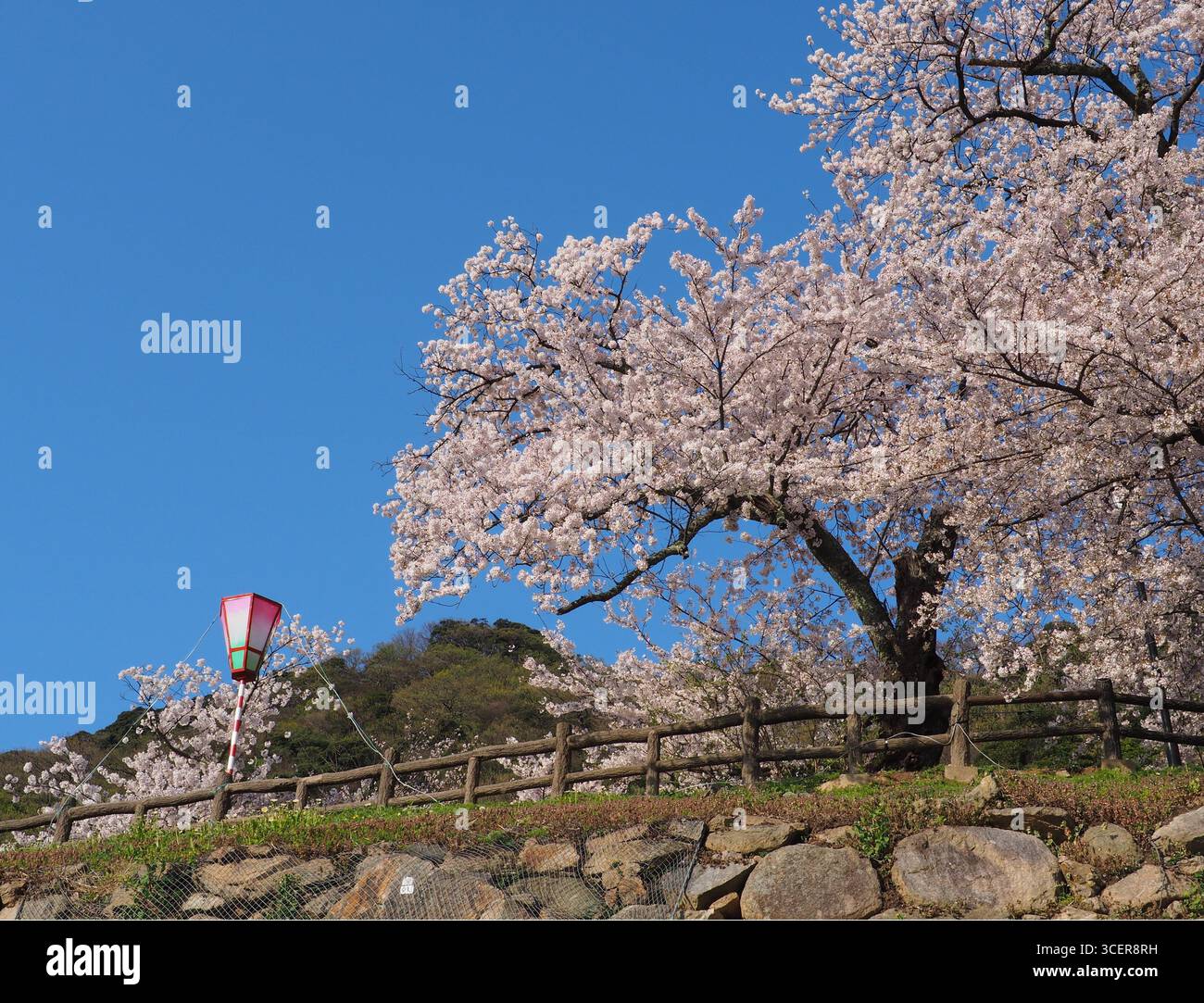 Blooming Cherry blossom trees on Tottori Castle ruins along with a ...