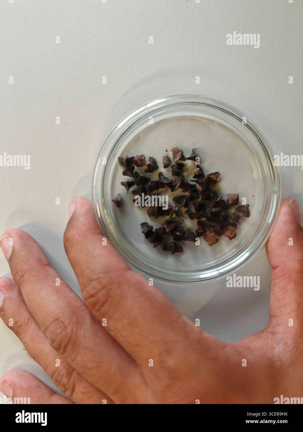 Seeds are embryonic plants protected by outer covering Seeds protected ...