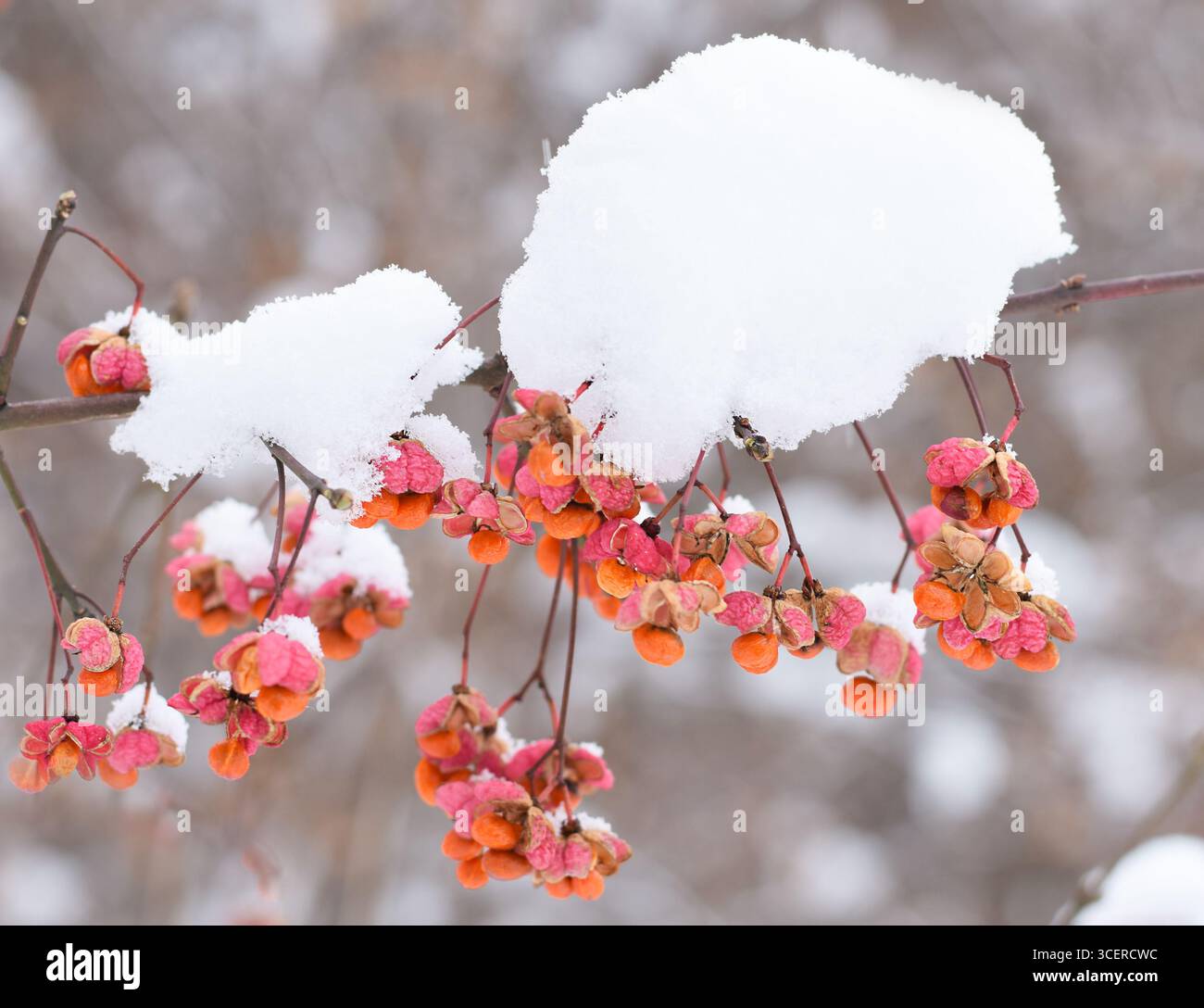 Pink orange spindle tree seed pods with first snow Stock Photo - Alamy