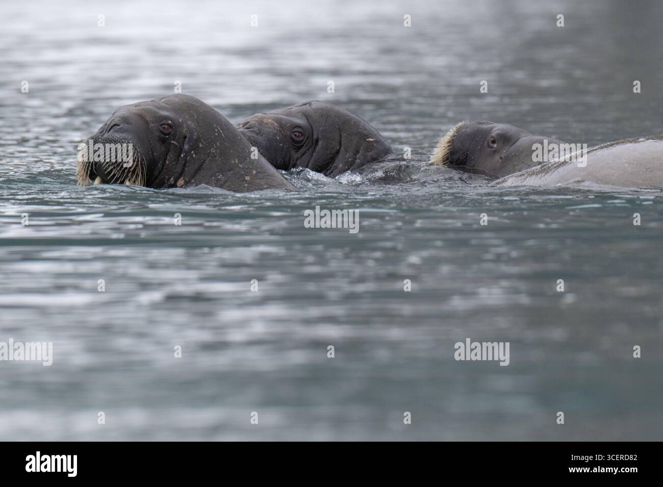 Norway, Svalbard, Northwest Spitsbergen National Park, Magdalene Fjord ...