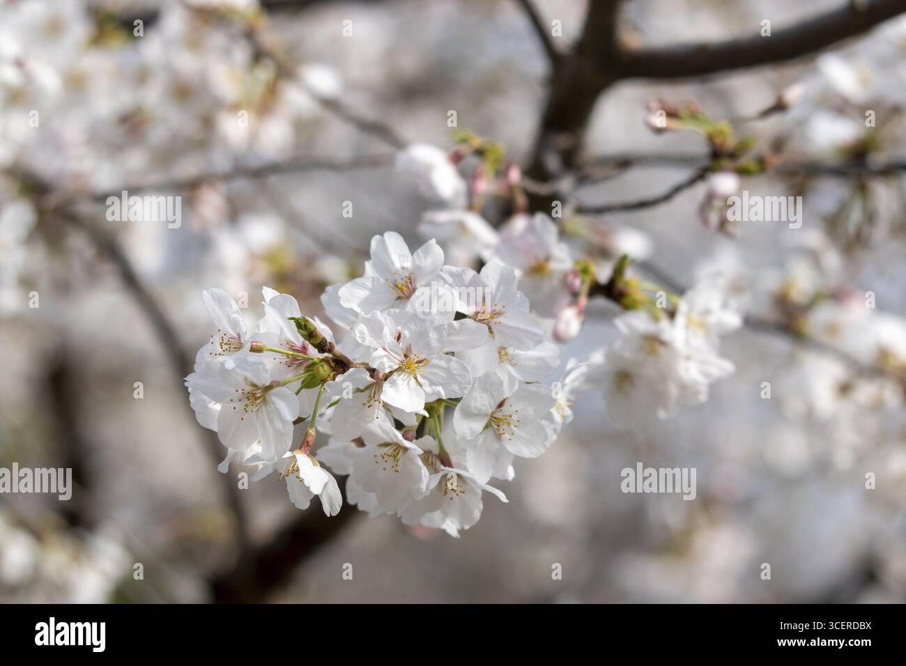 Sightseeing, tourist attraction, branches with first cherry blossoms in ...