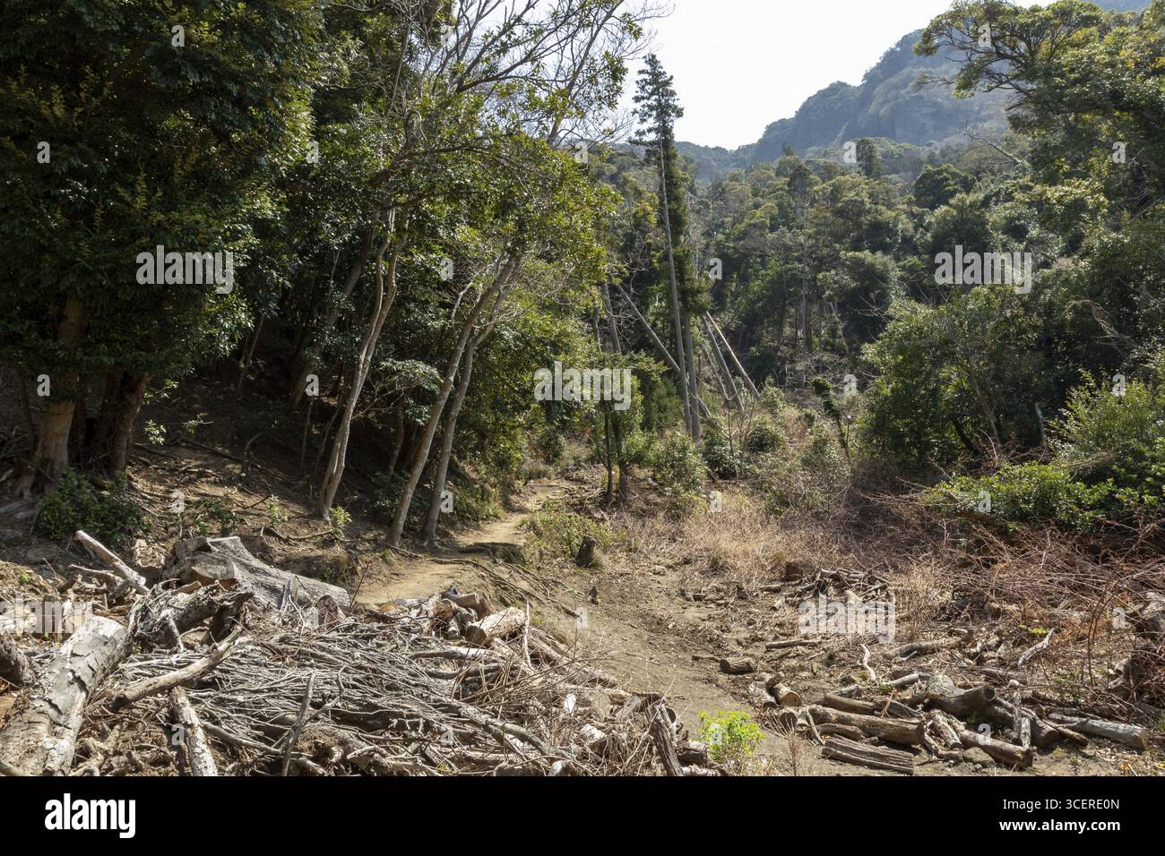 Vegetation and mountain landscape along the Shariki-michi Trail to ...