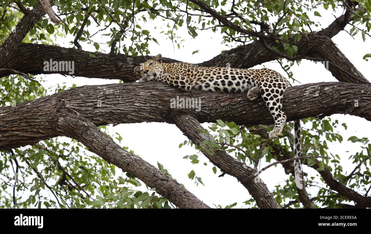 Leopards sleeping in tree hi-res stock photography and images - Alamy