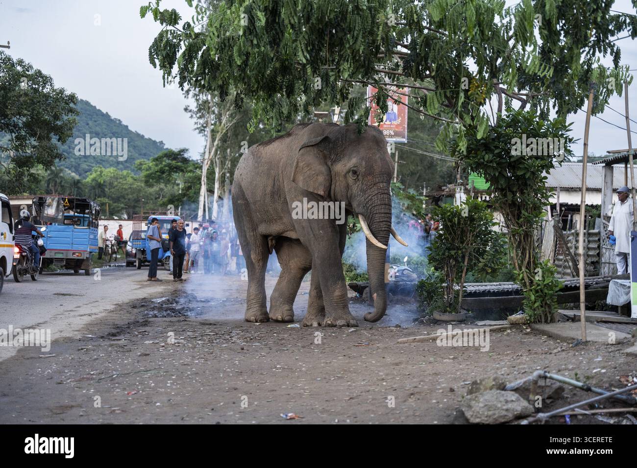 GUWAHATI, INDIA - AUGUST 14: Forest guards use firecrackers to drive ...