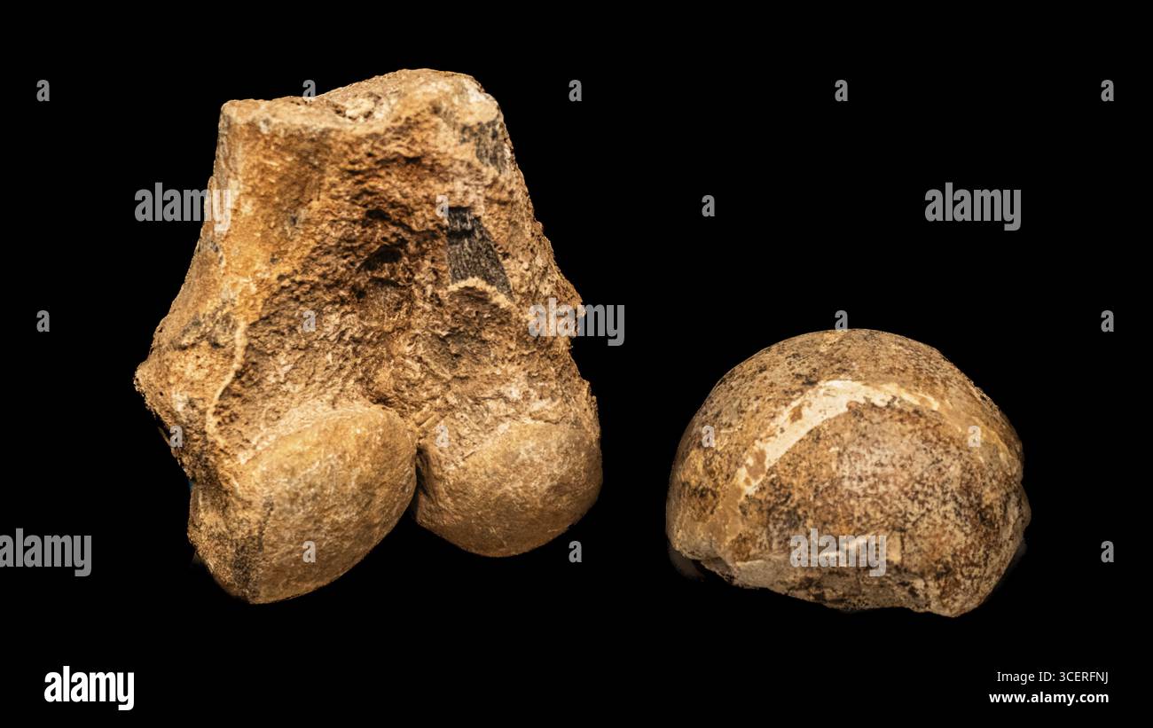 Elephant bones, Ghar Dalam Museum with finds of bones and fossils of ...