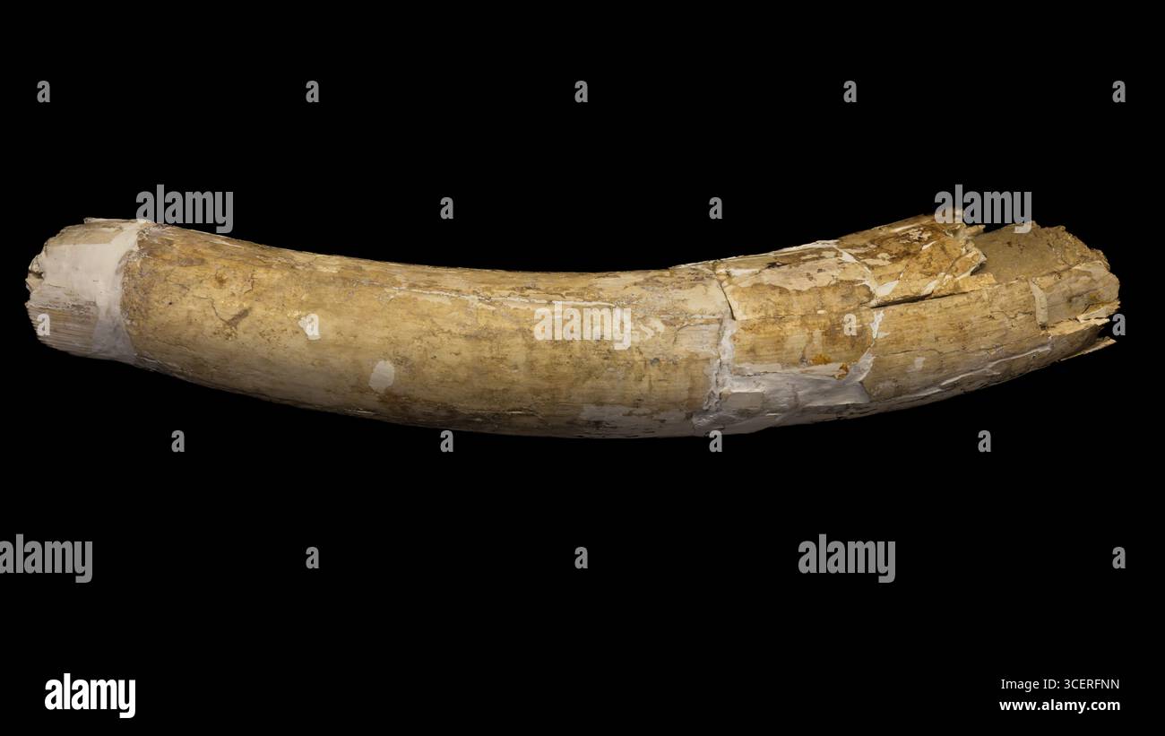 Elephant tusk, Ghar Dalam Museum with finds of bones and fossils of ...