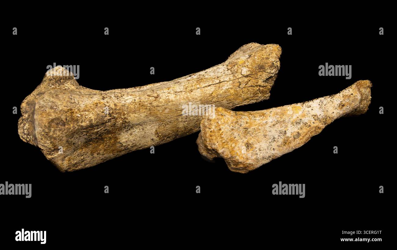 Hippopotamus tibiae, Ghar Dalam Museum with finds of bones and fossils ...