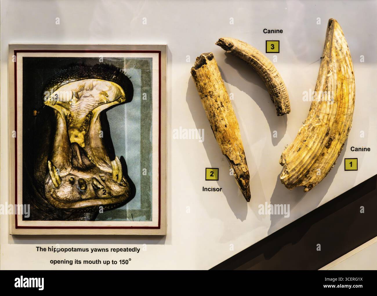 Teeth of River Perd, Ghar Dalam Museum with finds of bones and fossils ...