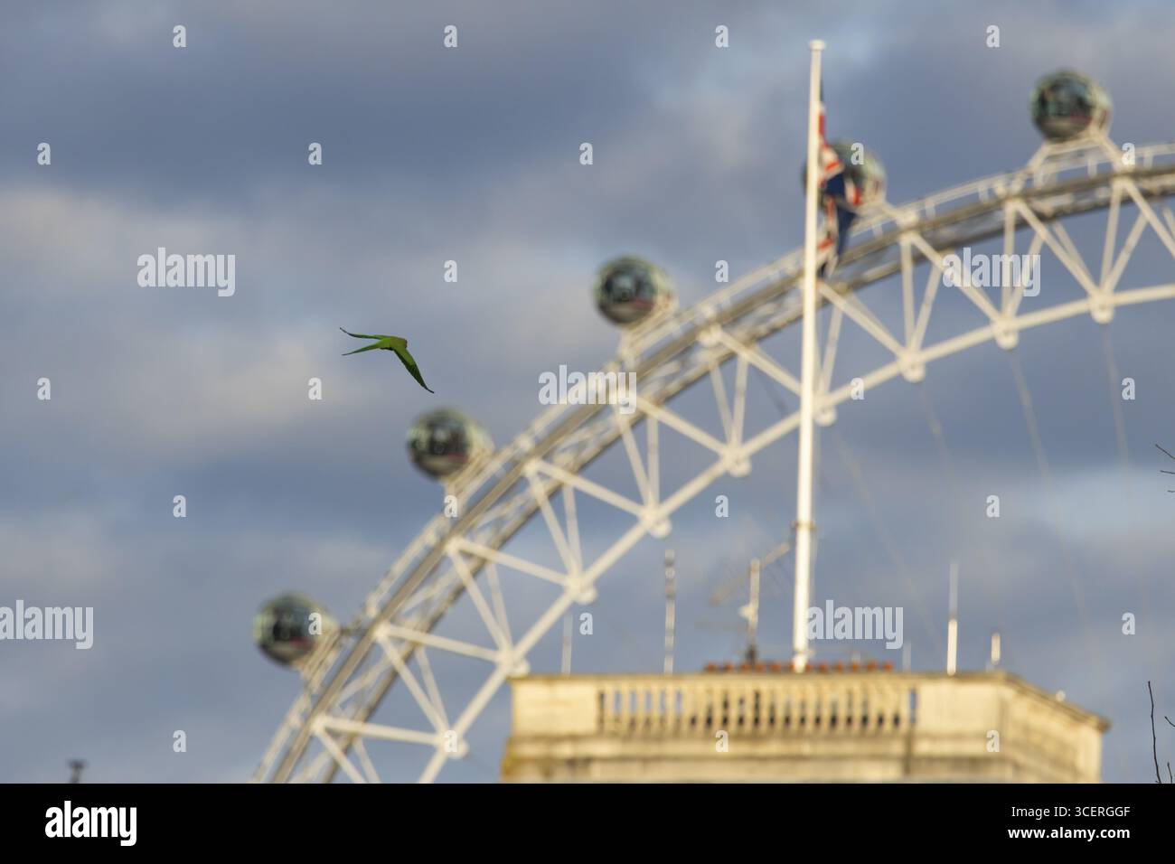 The London Eye wheel with a parakeet bird flying in front, City of ...