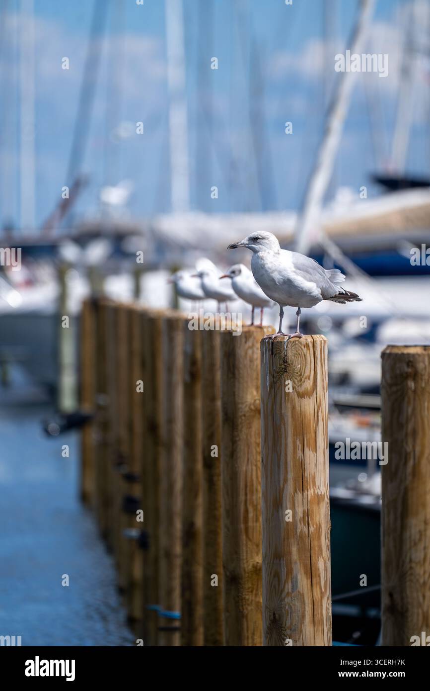 Wooden jetty yachts in hi-res stock photography and images - Alamy