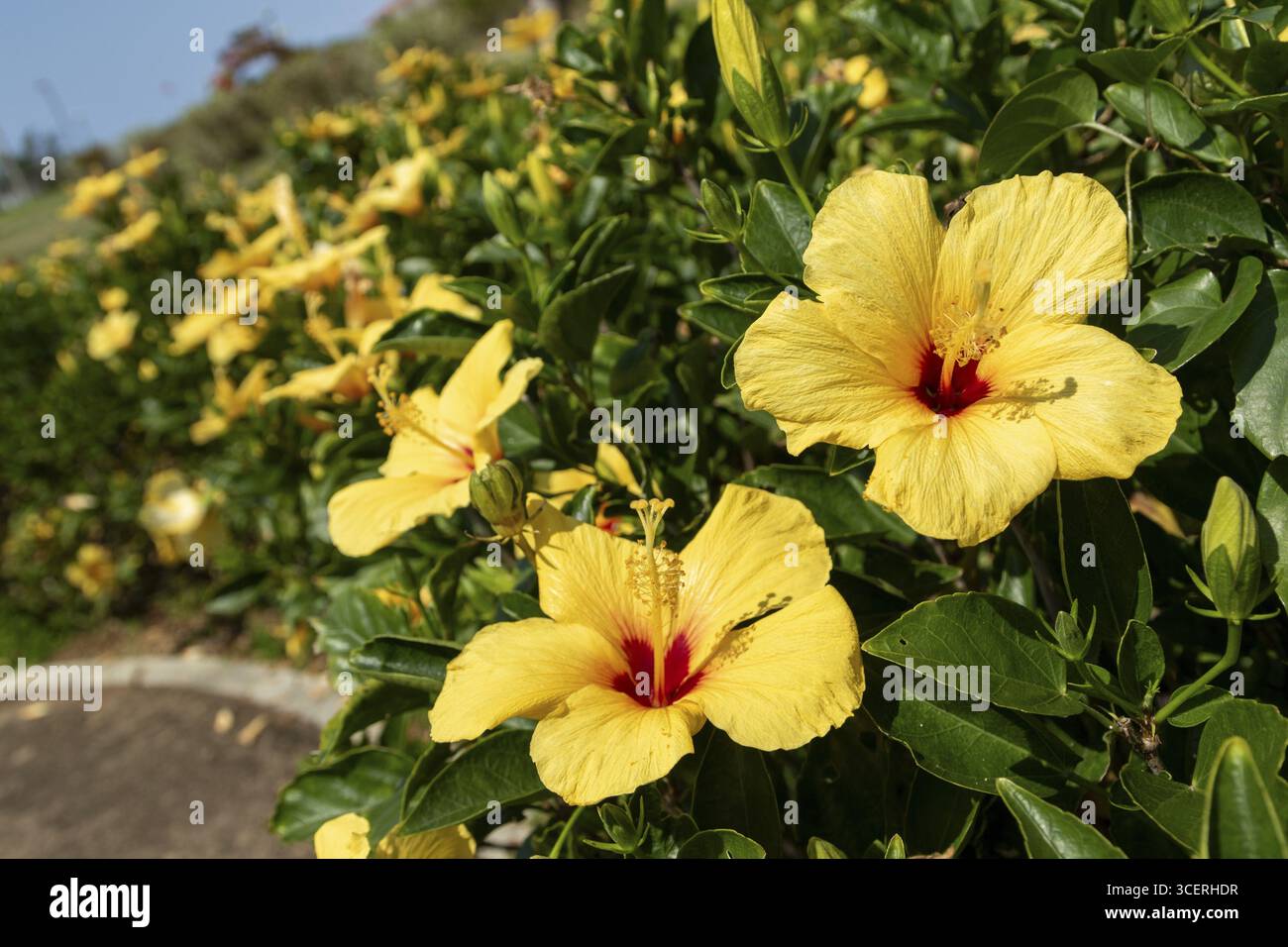 Hibiscus (Hibiscus), close-up of yellow flowers in front of green ...