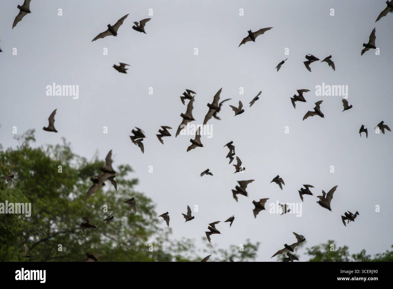 Group bats flying through hi-res stock photography and images - Alamy
