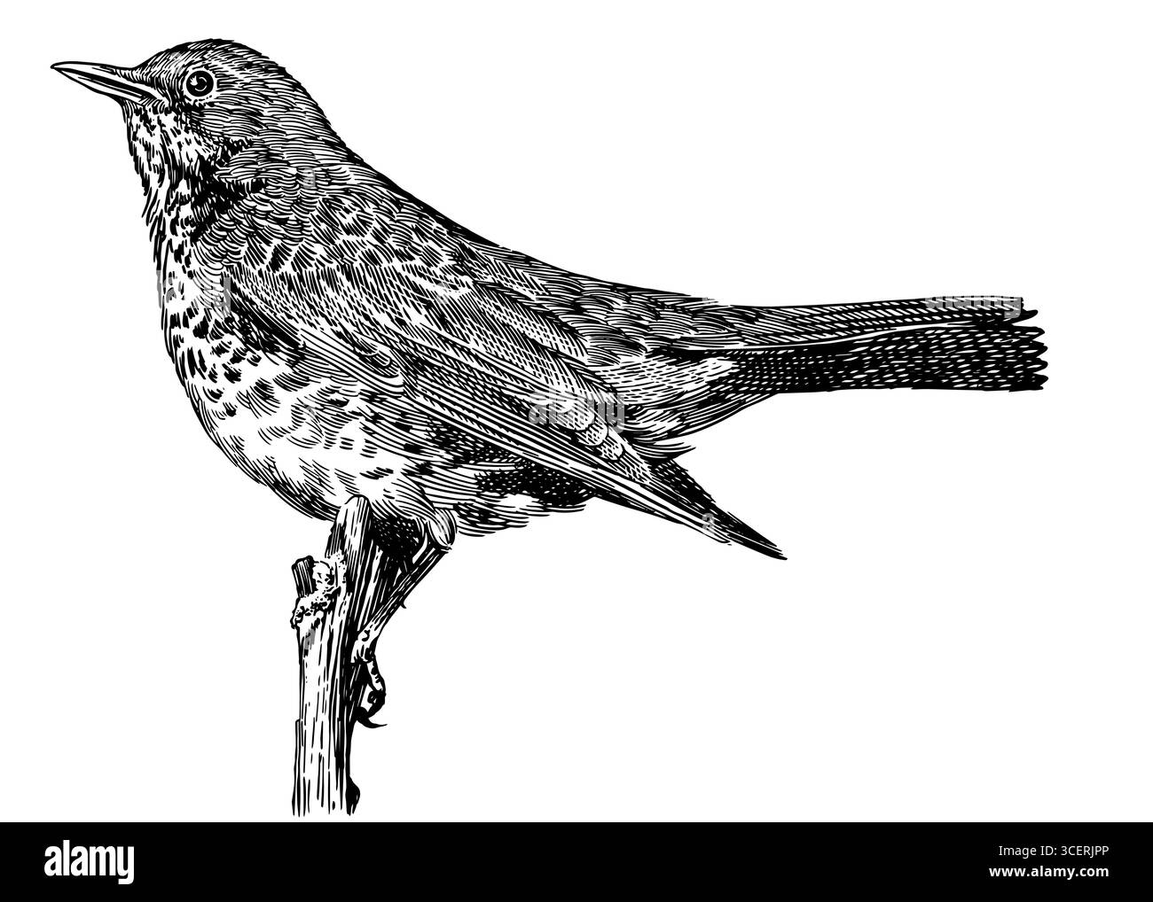 Bird species in europe Stock Vector Images - Alamy