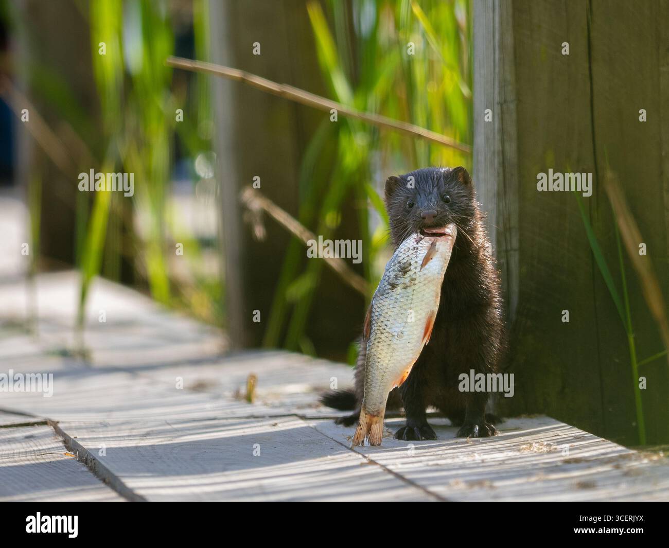 A mink with prey fish in its mouth Stock Photo - Alamy
