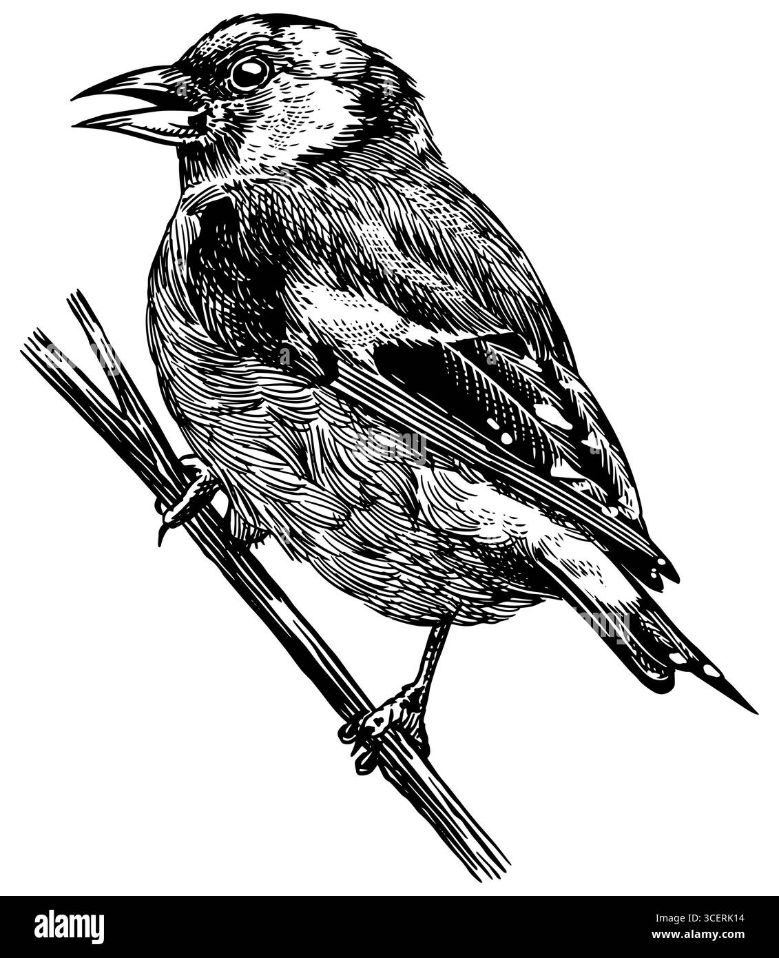 Black headed European Goldfinch. Hand drawn illustration. Isolated bird ...