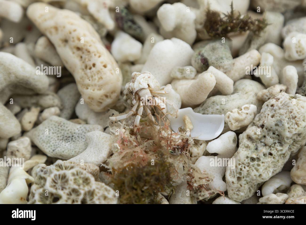 Land hermit crab (Coenobita spec.) among shells, stones and corals at ...