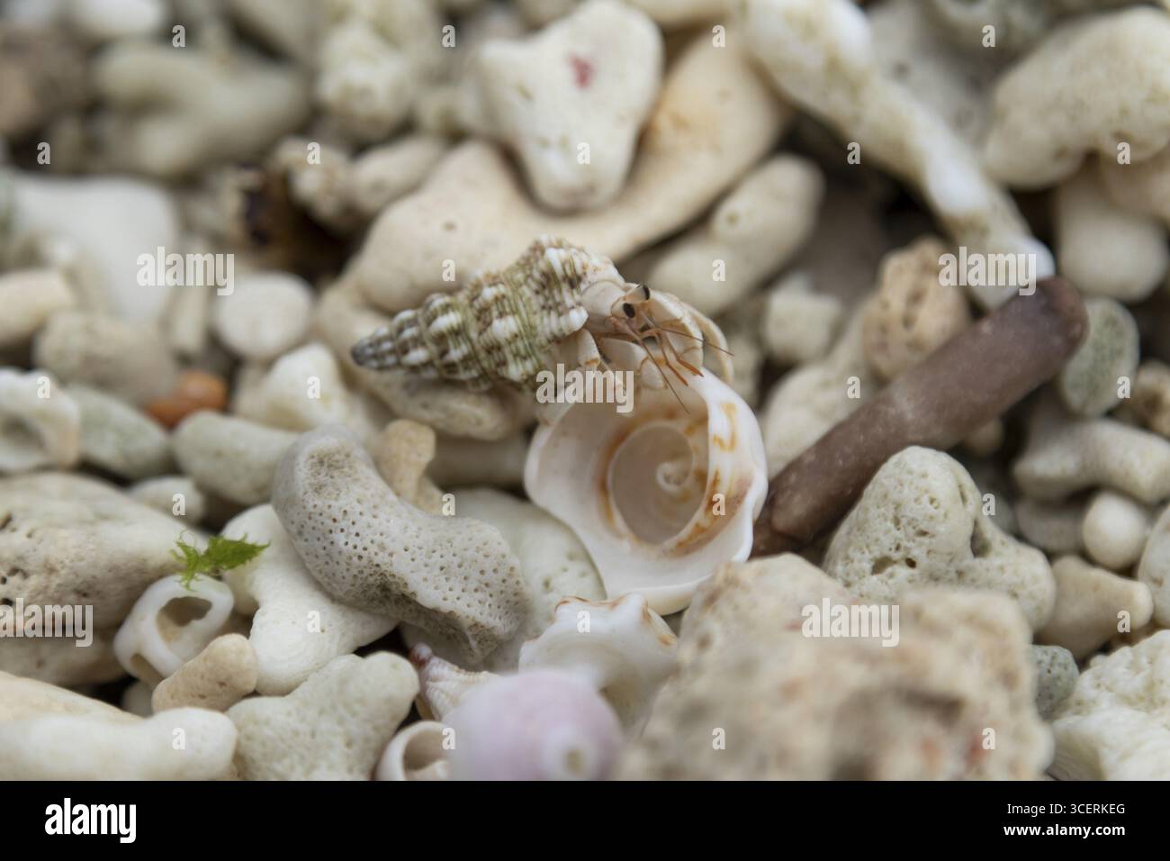 Land hermit crab (Coenobita spec.) among shells, stones and corals at ...