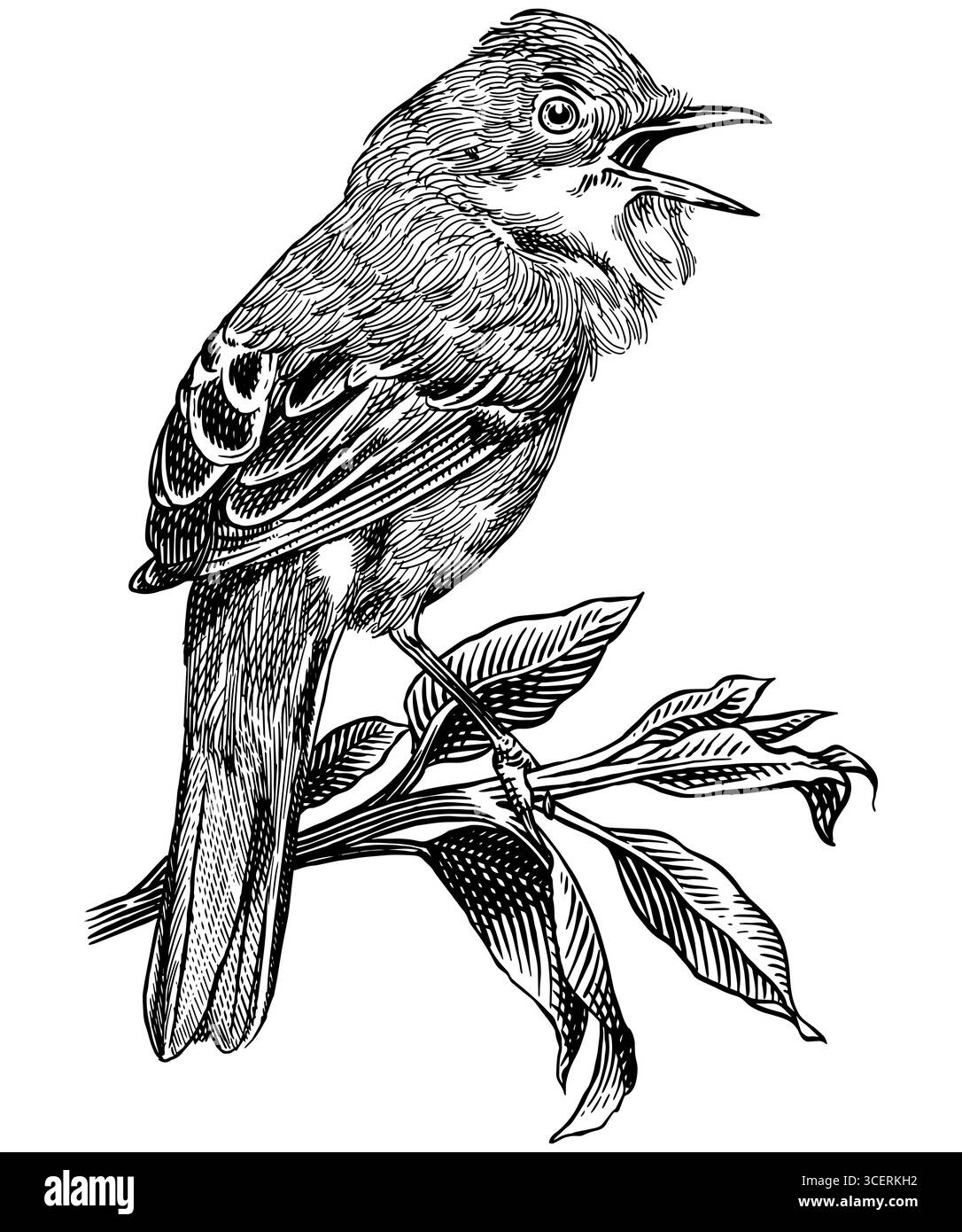 Warbler vector Cut Out Stock Images & Pictures - Alamy