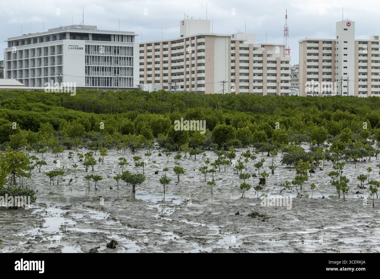 Sightseeing Manko Waterbird and Wetland Centre, mangrove forests at low ...