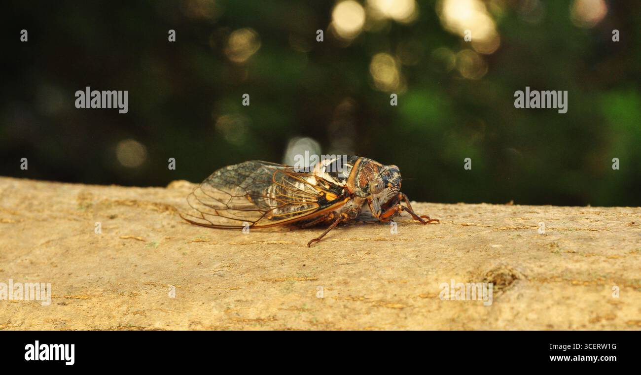 Cicada emblem of Provence on the olive tree Stock Photo - Alamy